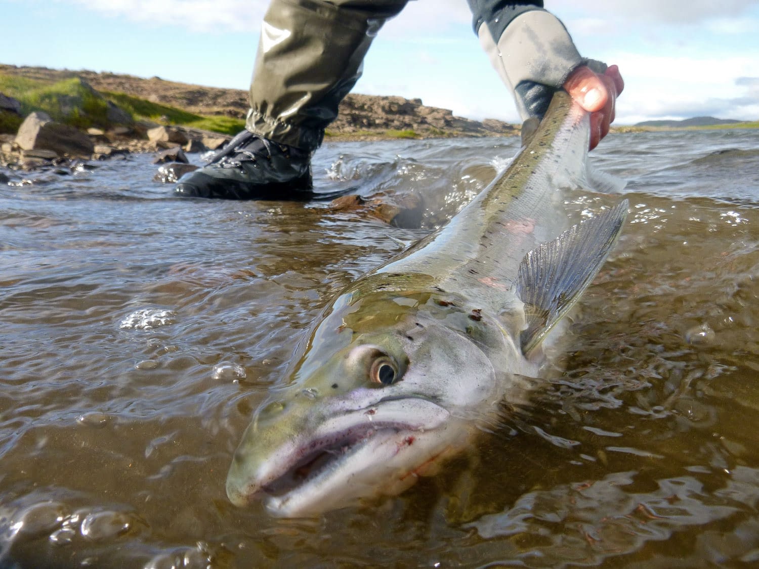 Salmon – Iceland Outfitters